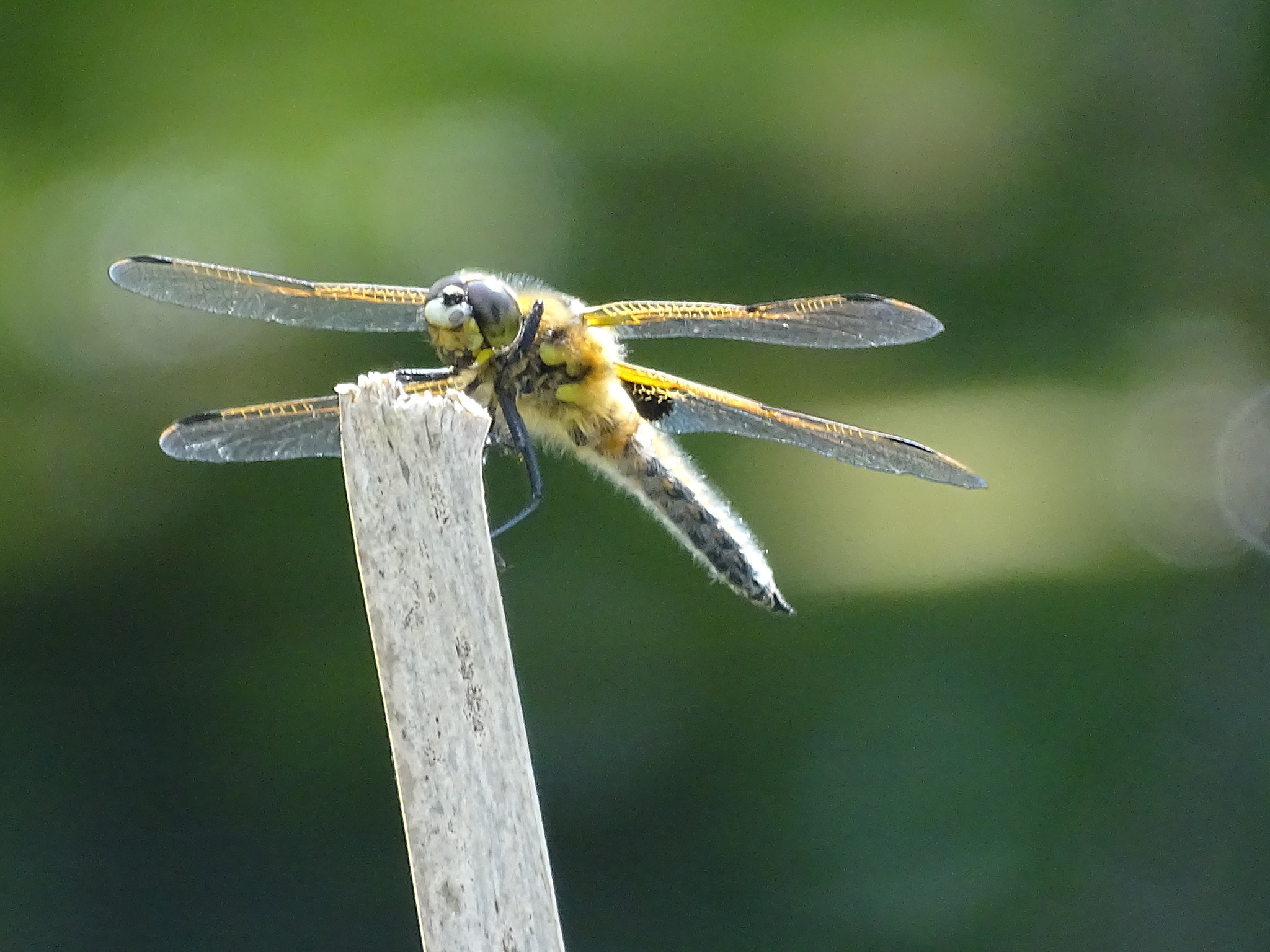Libellula quadrimaculata Linnaeus, 1758
