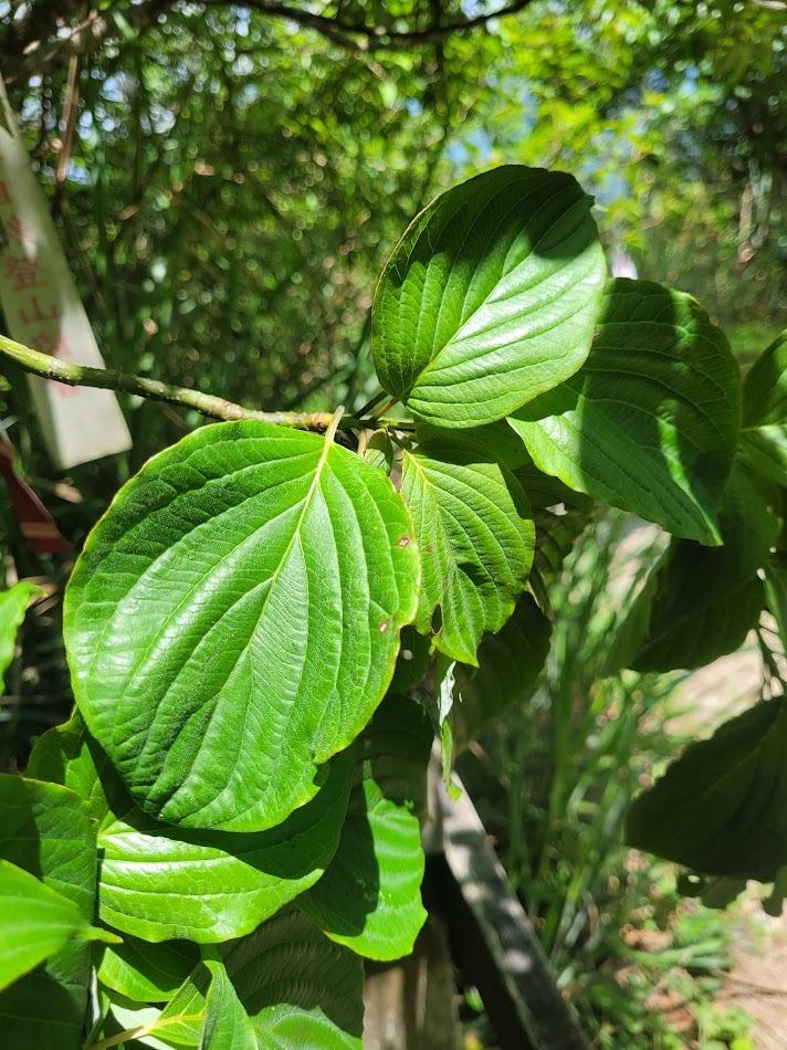 Large-Leaf Dogwood (Cornus macrophylla) - Botanical Realm