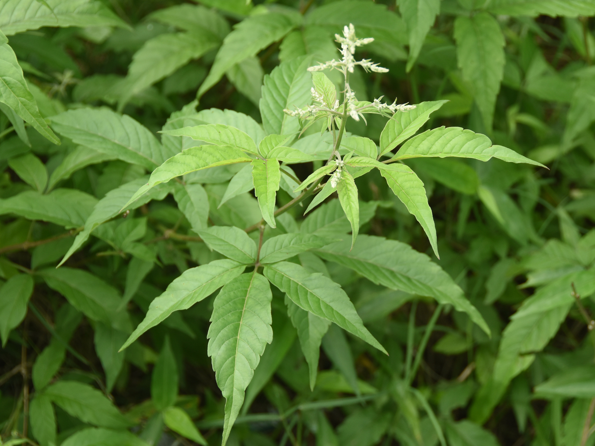 Vitex negundo var. cannabifolia (Siebold & Zucc.) Hand.-Mazz.