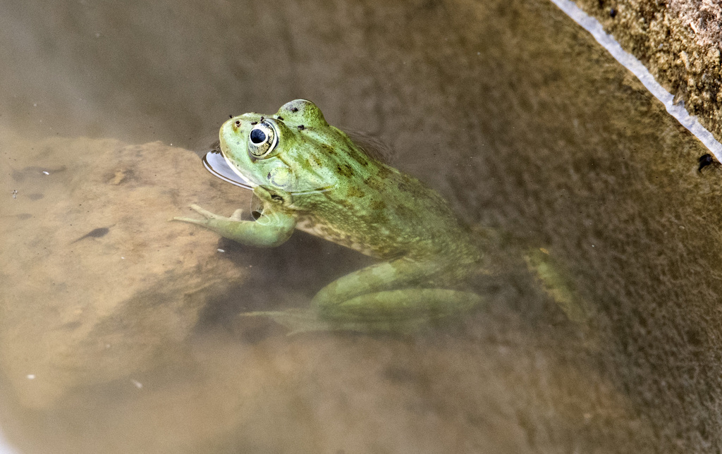 Levant Green Frog from Миляс/Мугла, Турция on May 05, 2023 at 03:36 PM by Sergey Eliseev ...