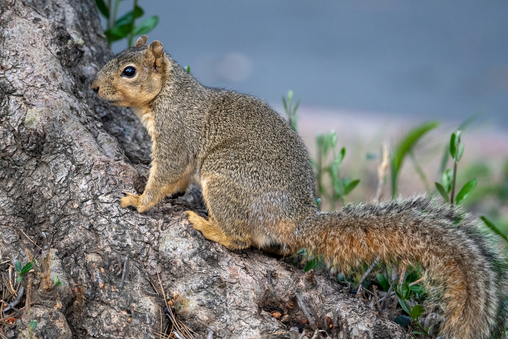 Fox Squirrel from Yolo County, CA, USA on May 05, 2023 at 09:32 AM by Jonathan Eisen · iNaturalist