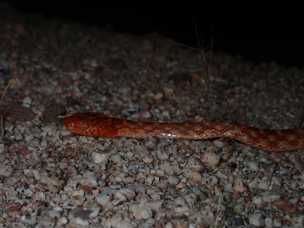 Israeli Catsnake from Dahab, South Sinai, EG on May 3, 2023 at 10:32 PM ...