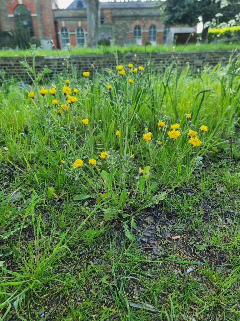 Beaked Hawksbeard from Kew, Richmond TW9, UK on May 05, 2023 at 06:06 ...