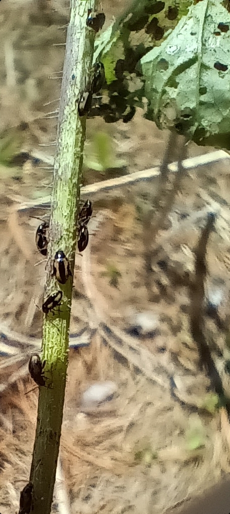 Striped Flea Beetle from Somers, WI, USA on May 5, 2023 at 12:13 PM by ...