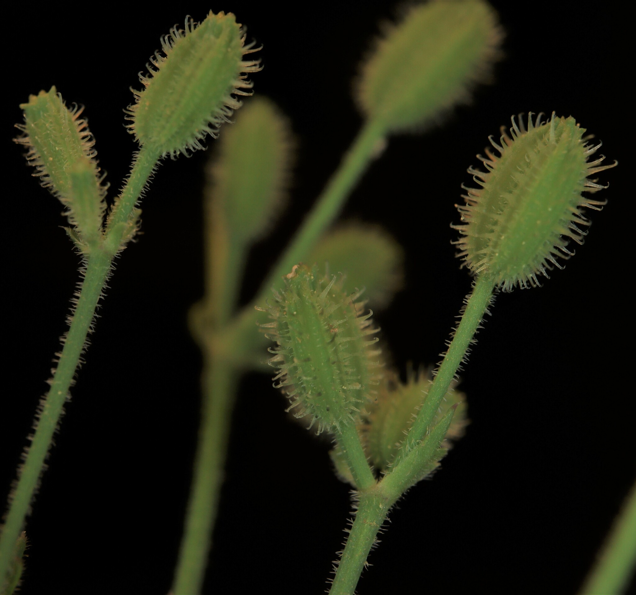 Yabea microcarpa (Hook. & Arn.) Koso-Pol.