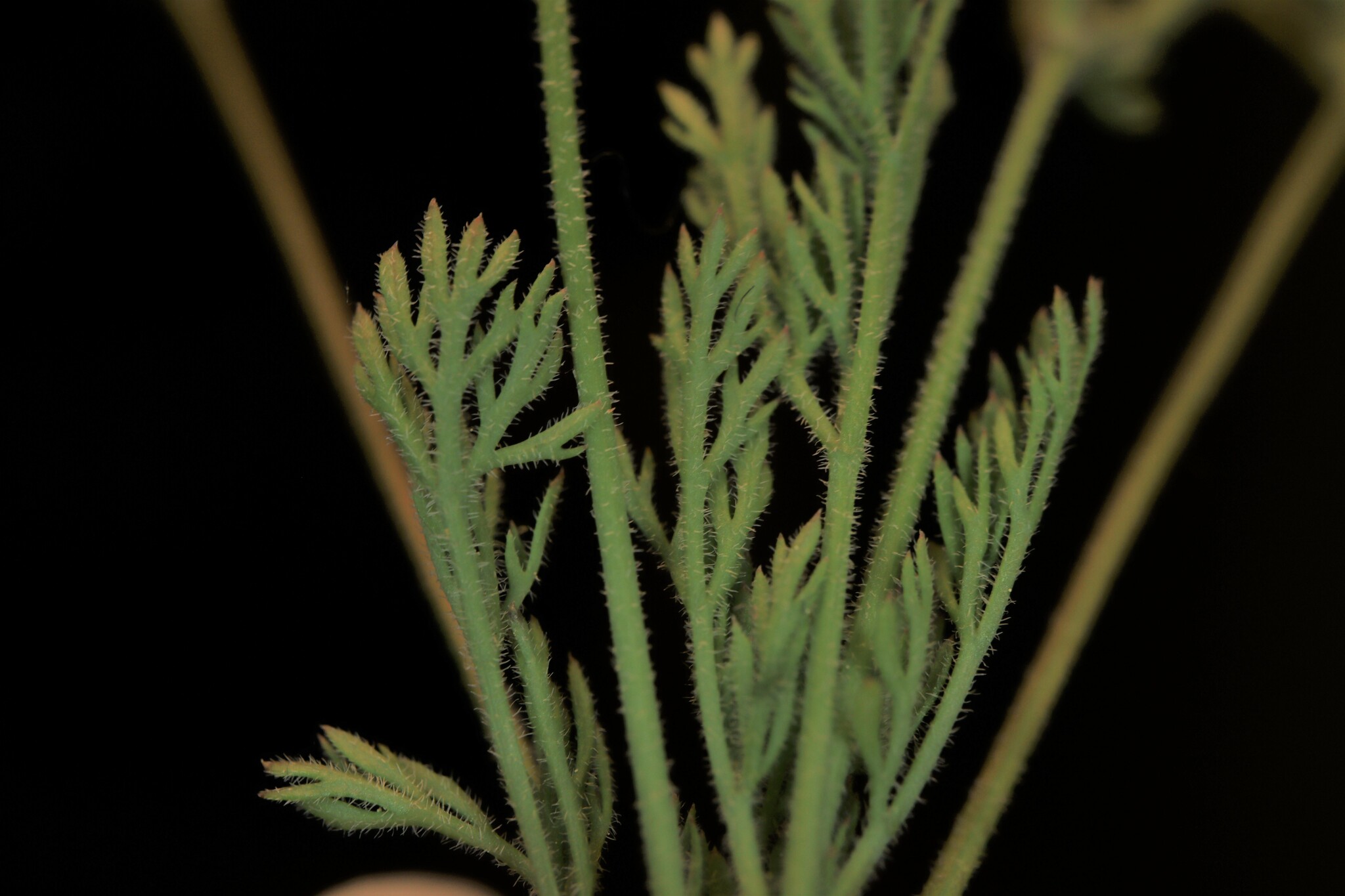 Yabea microcarpa (Hook. & Arn.) Koso-Pol.