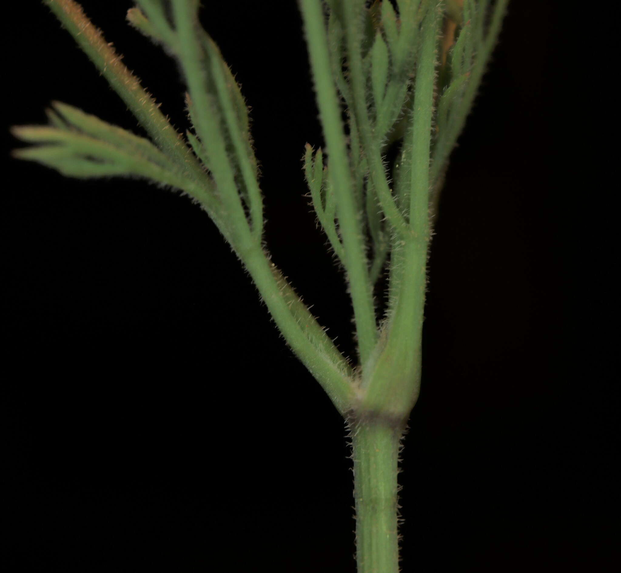 Yabea microcarpa (Hook. & Arn.) Koso-Pol.