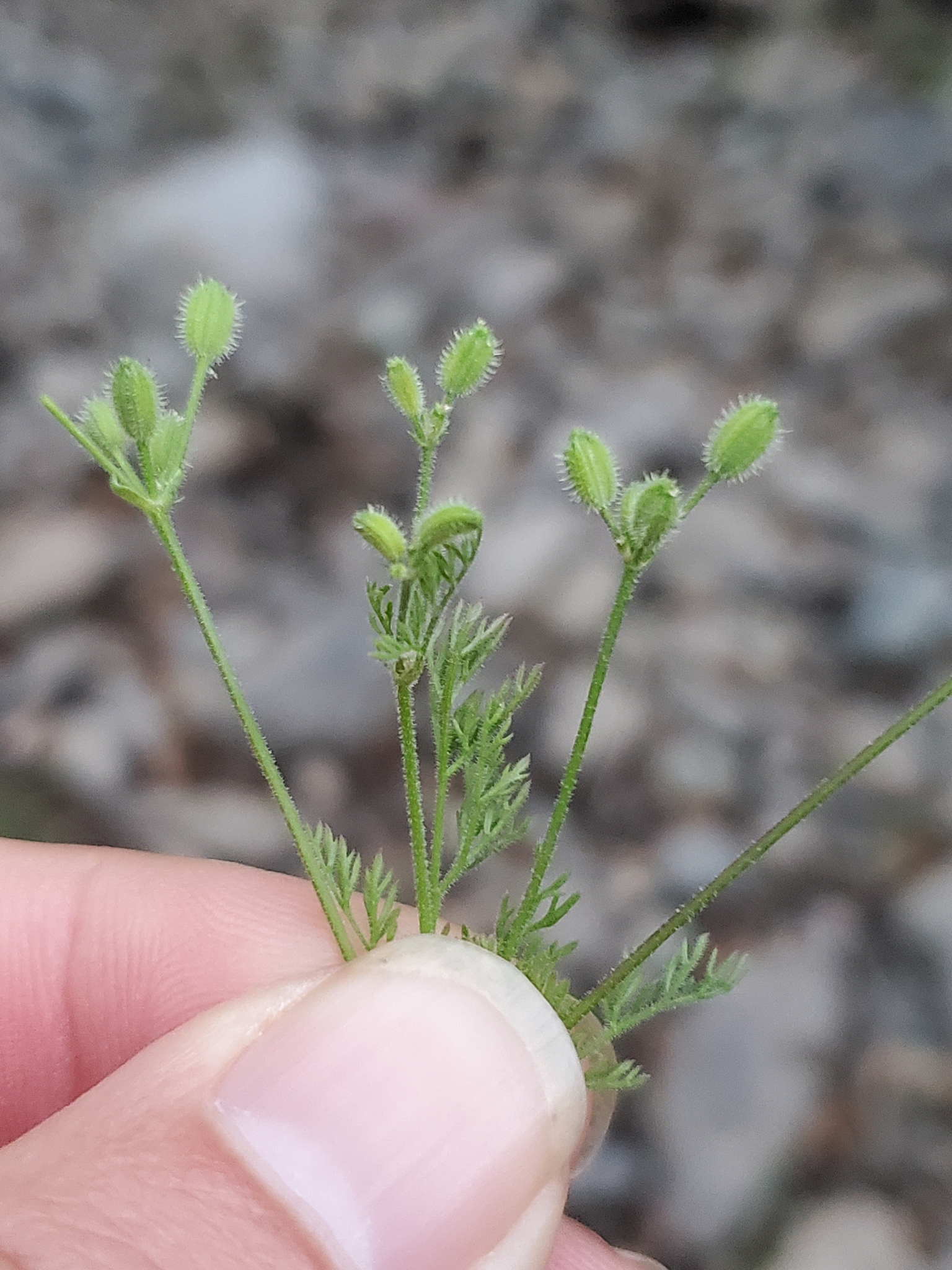 Yabea microcarpa (Hook. & Arn.) Koso-Pol.