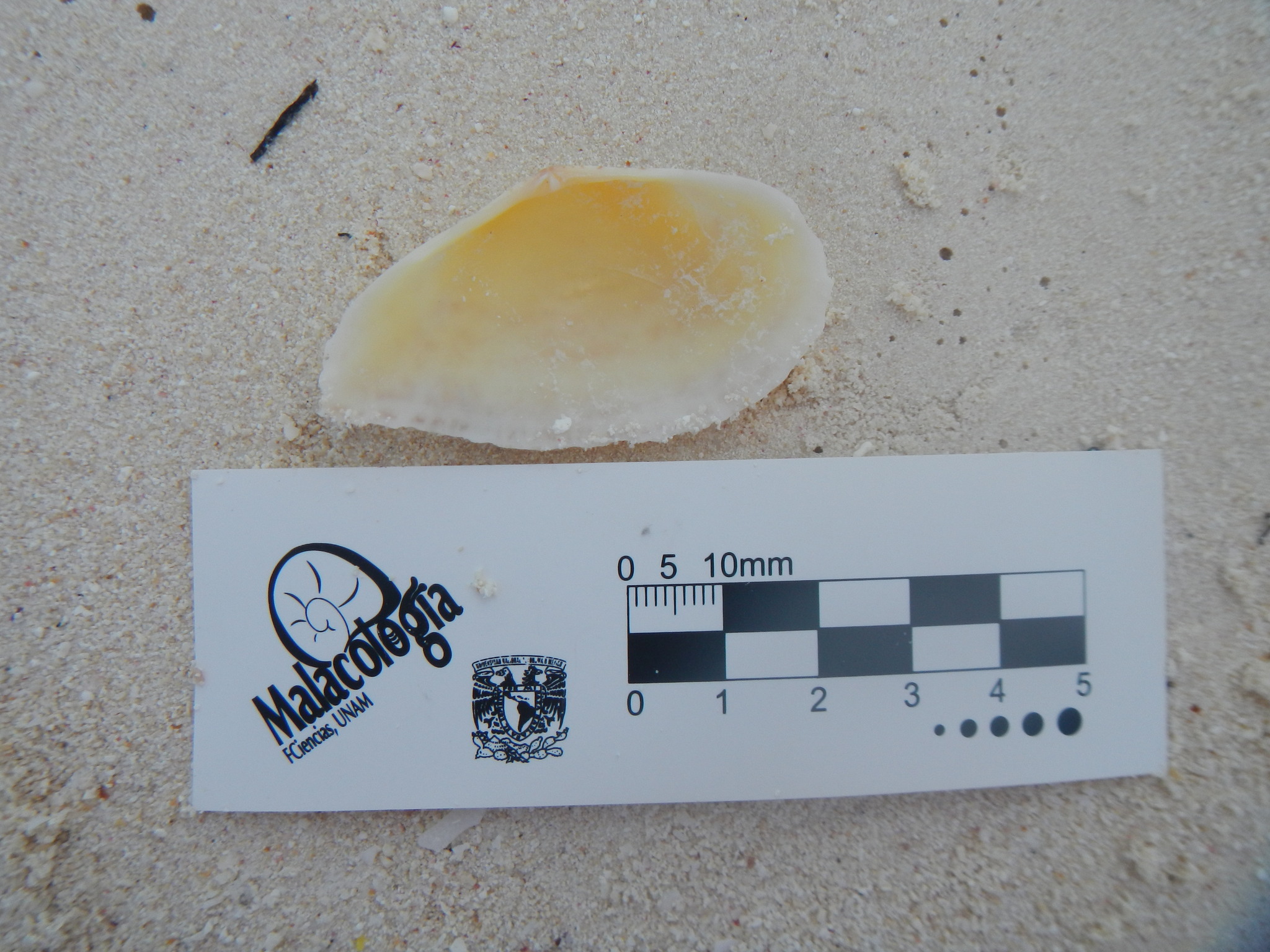 Tellinella listeri (Röding, 1798)