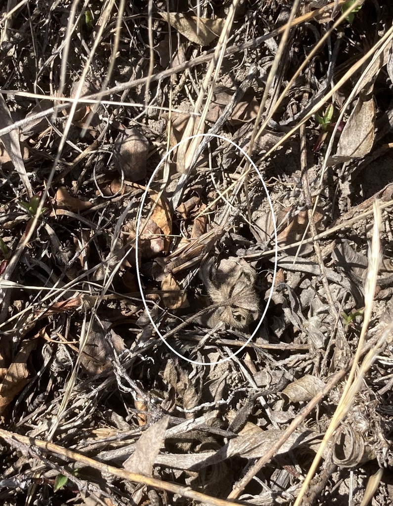 Grasshoppers from Northeast Calgary, Calgary, AB, Canada on April 28 ...