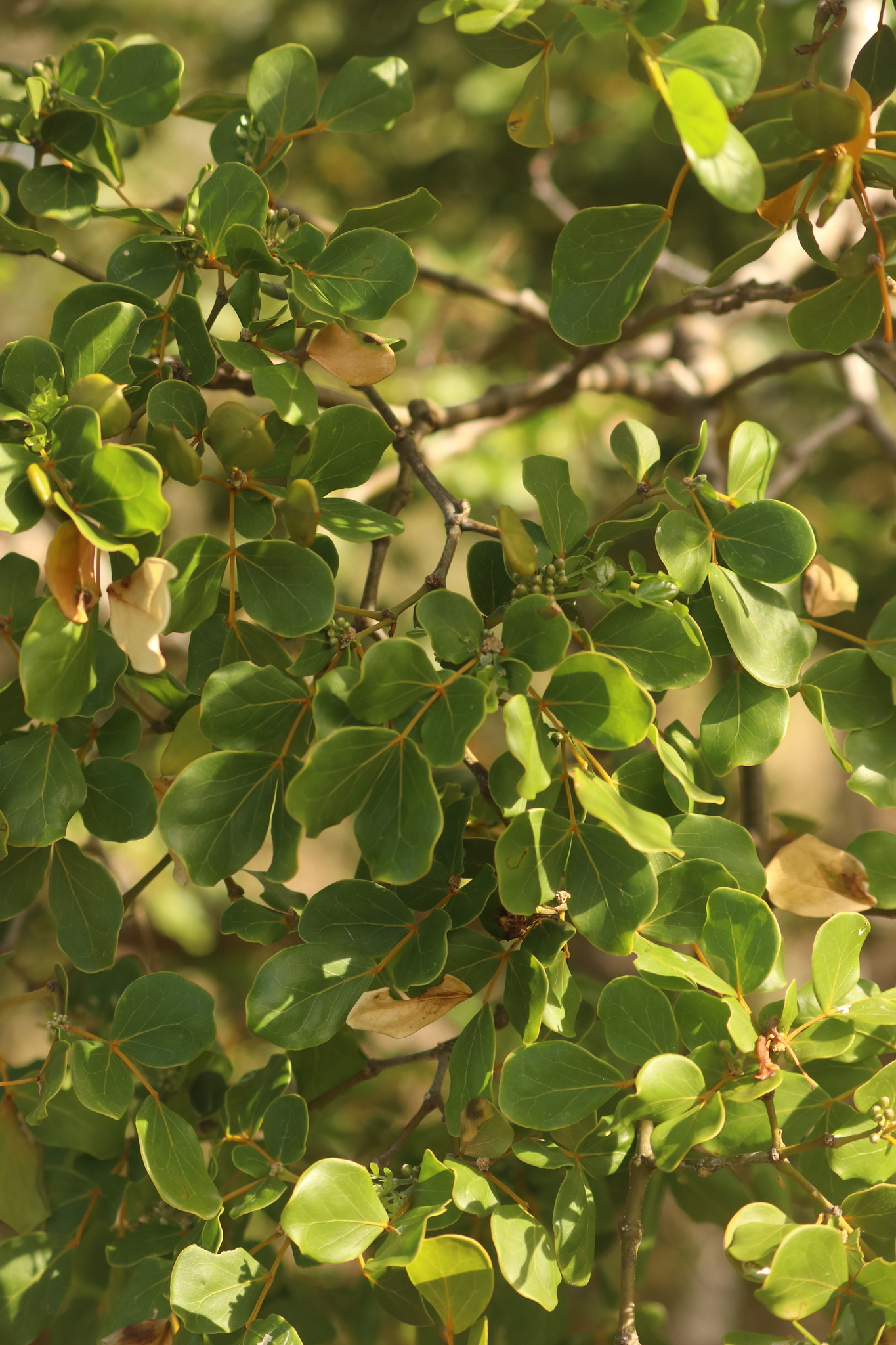 Guaiacum officinale L.