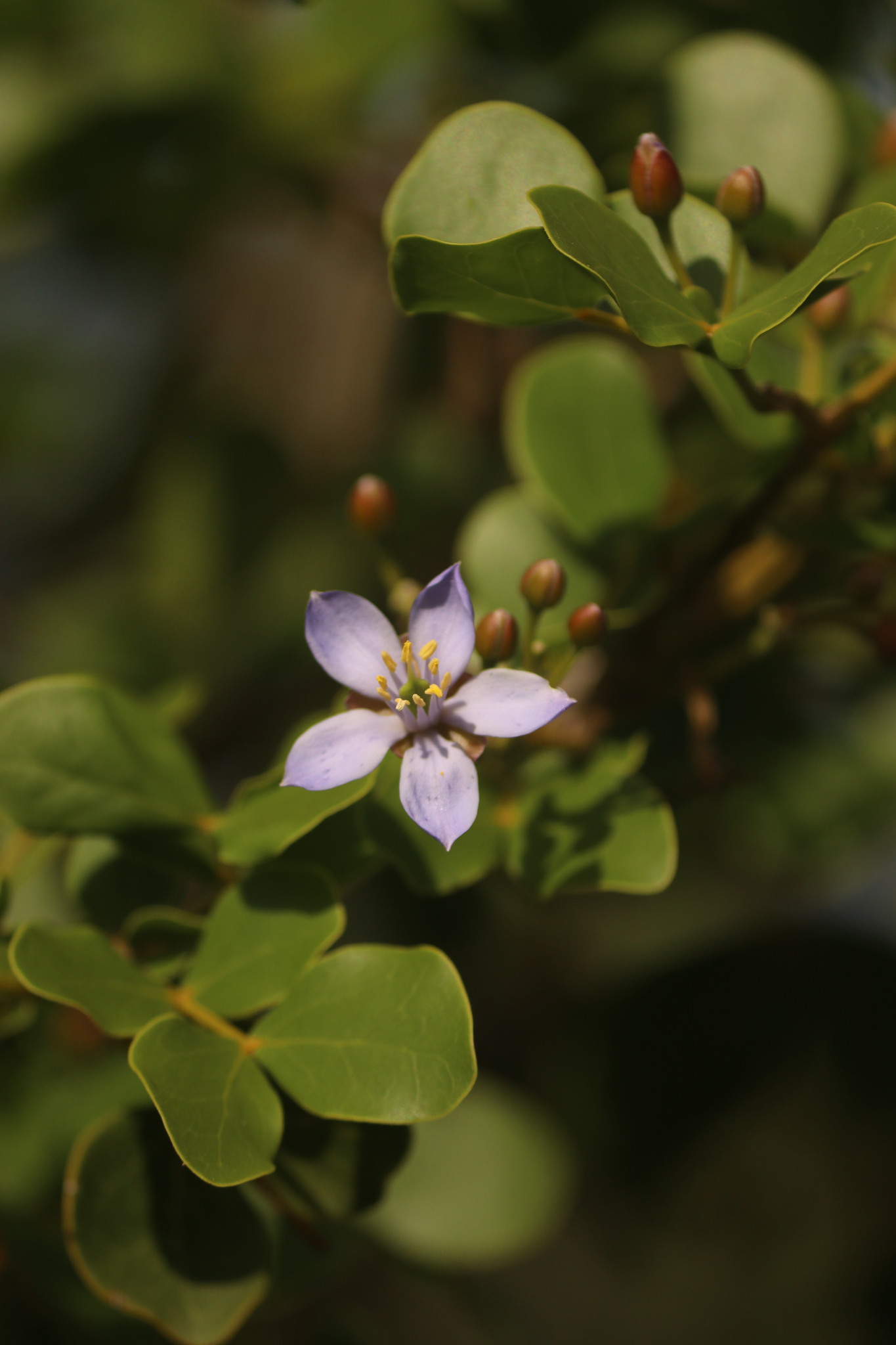 Guaiacum officinale L.