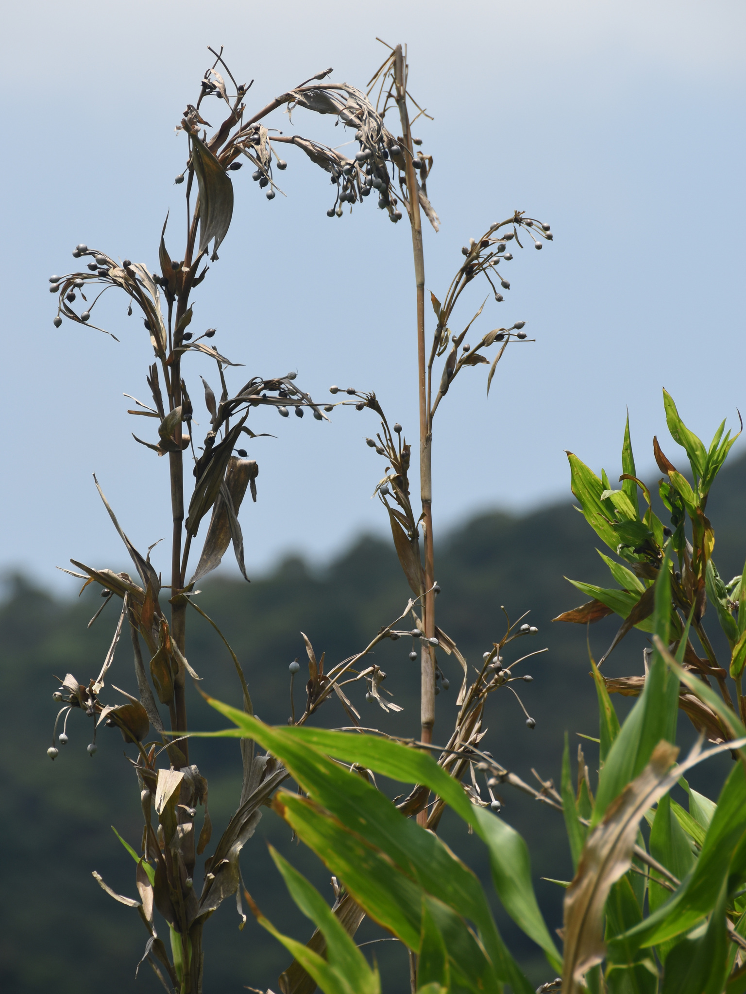 Coix lacryma-jobi L.