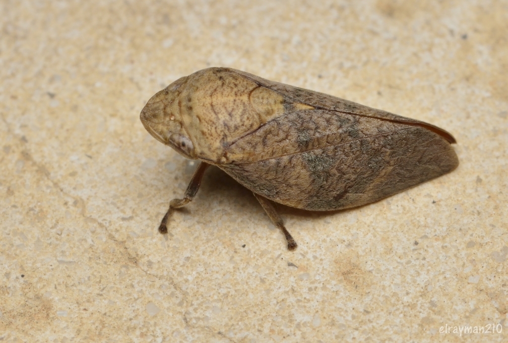 Cephisus from Mazatlán, Sin., México on April 28, 2023 at 09:11 PM by ...