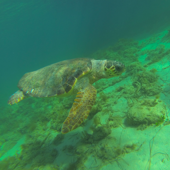 Loggerhead Sea Turtle in September 2022 by Stan Hagen. One of three ...