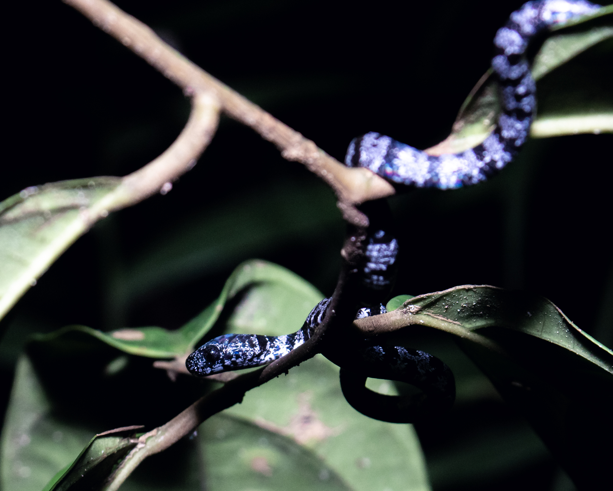 Sibon nebulatus (Linnaeus, 1758)