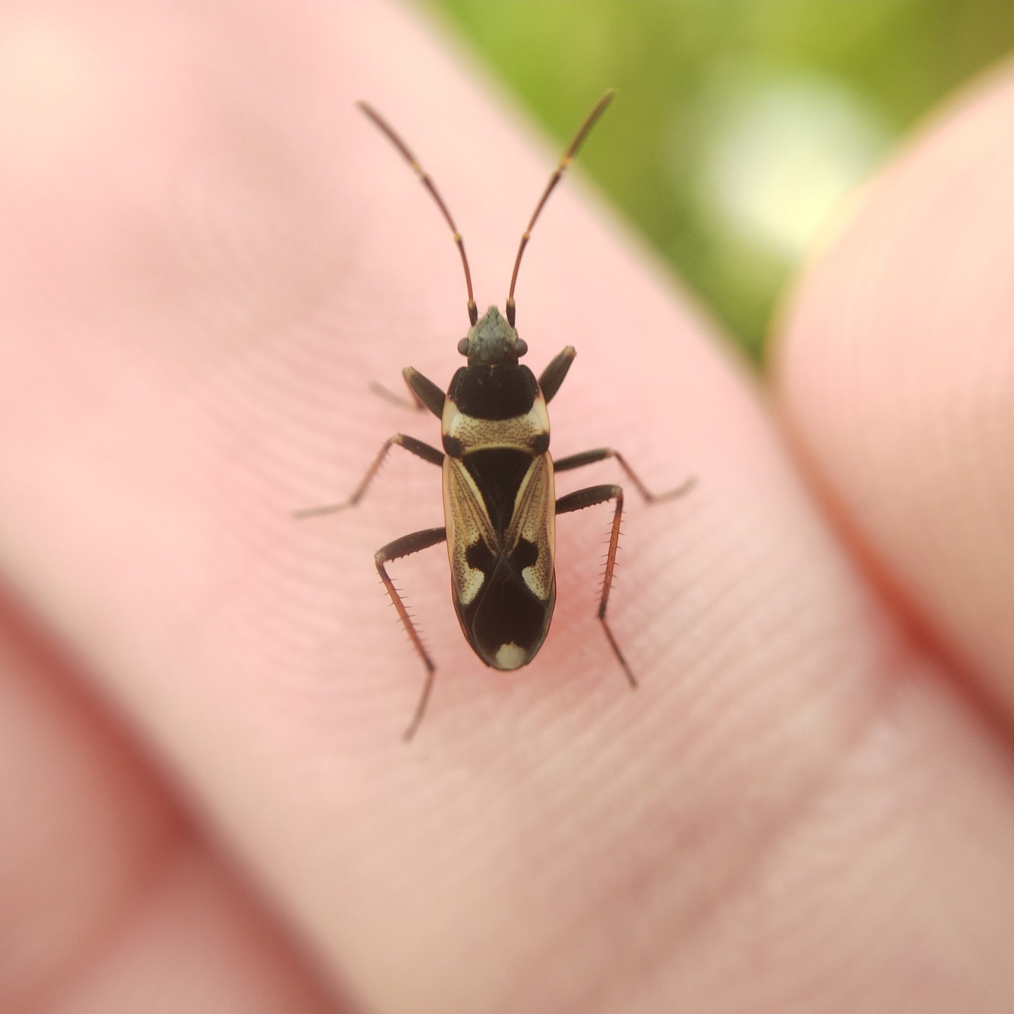 Raglius confusus (Reuter, 1886)