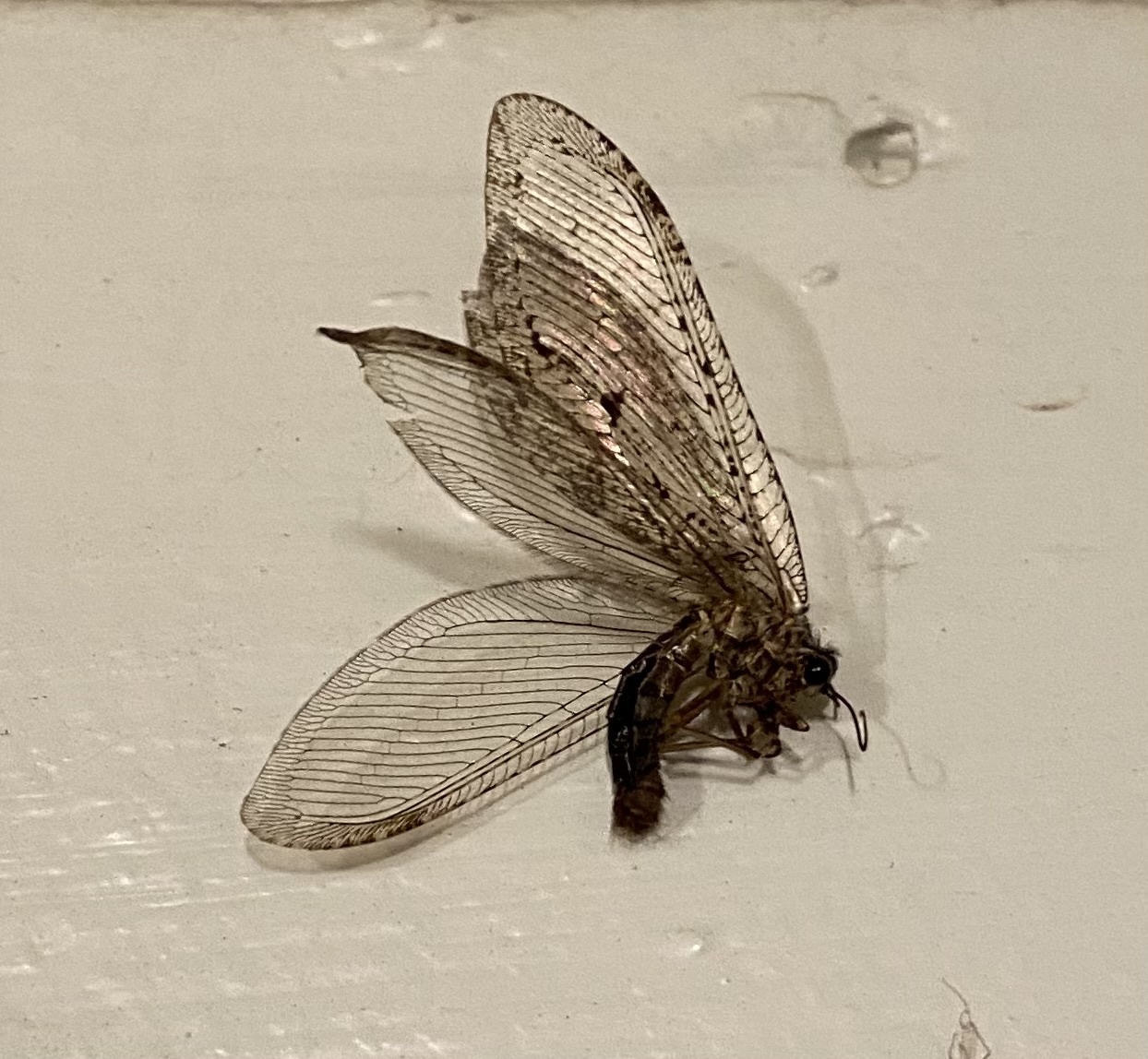 Polystoechotes punctata (Fabricius, 1793)