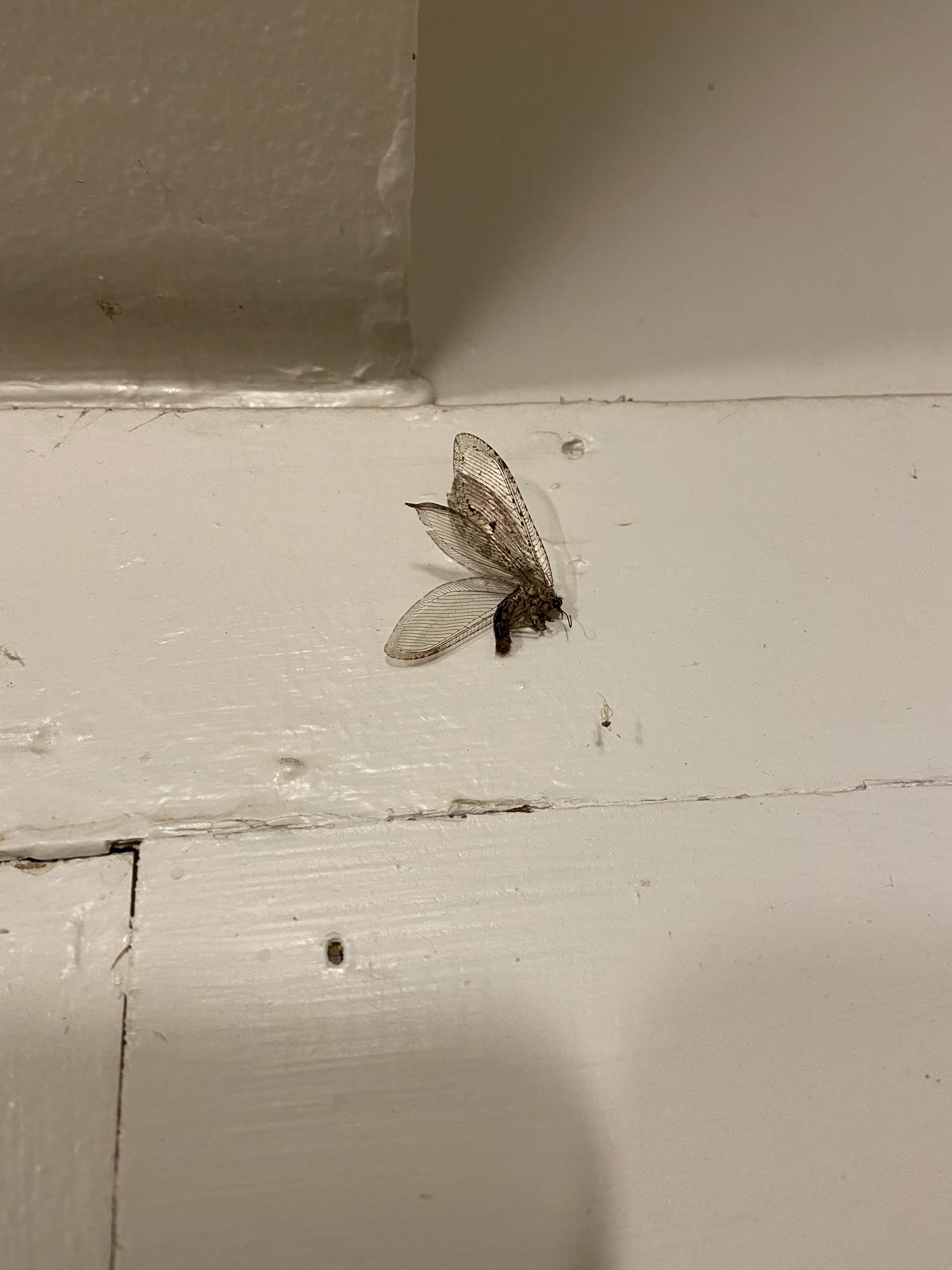 Polystoechotes punctata (Fabricius, 1793)