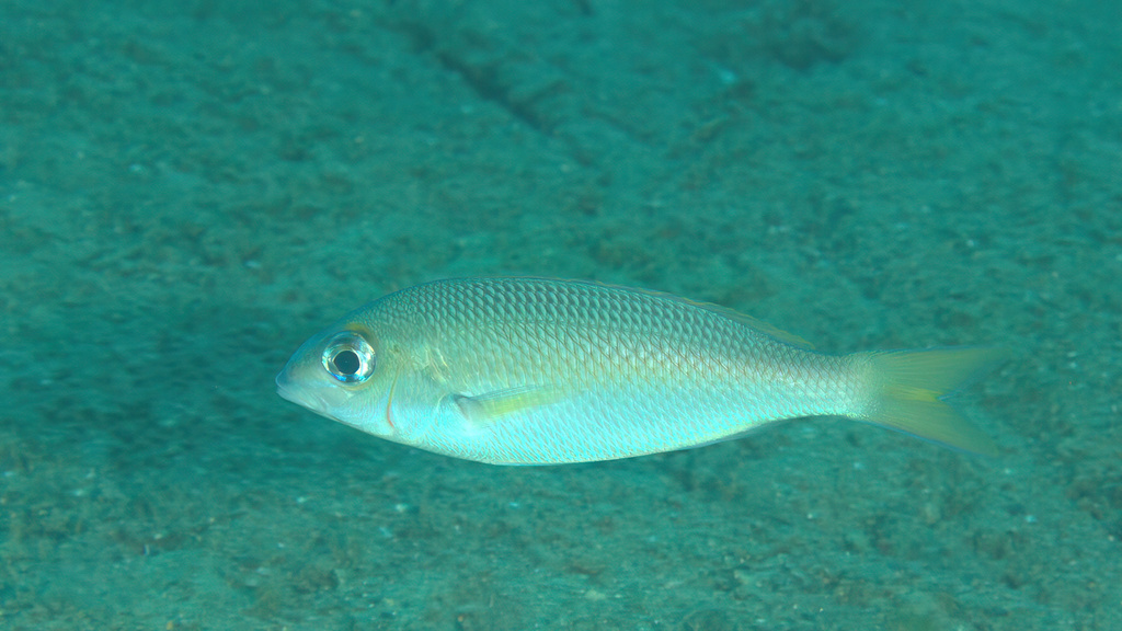 Scolopsis affinis Peters, 1877