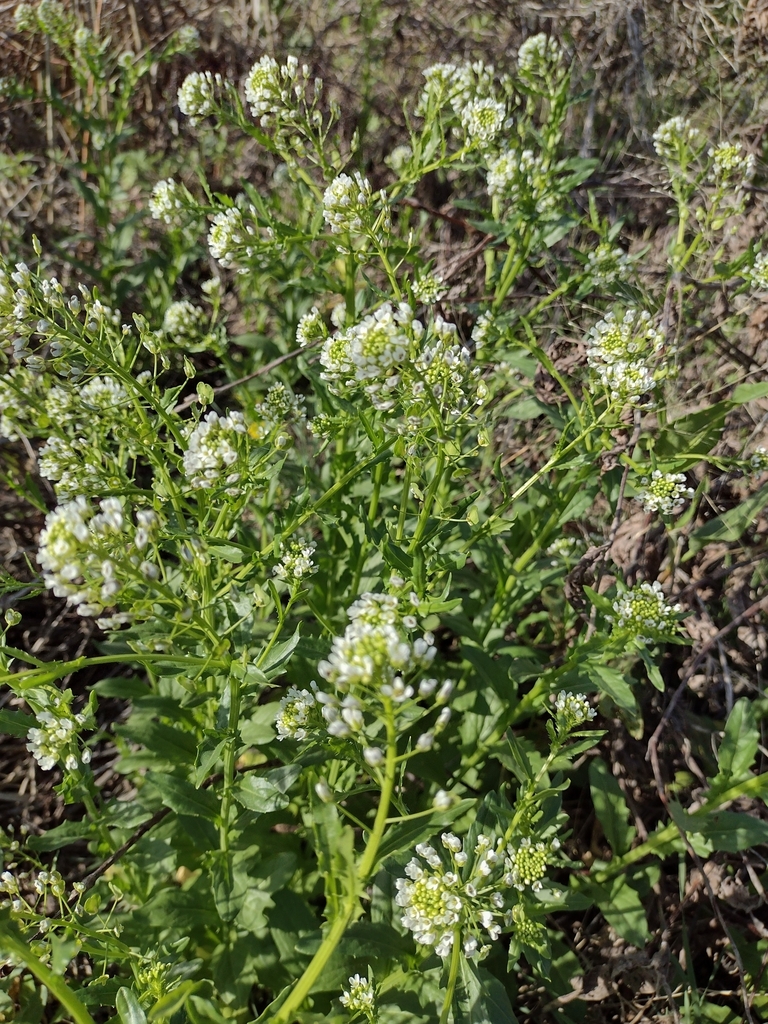 field penny-cress from Miami, MO 65344, USA on May 04, 2023 at 08:30 AM ...