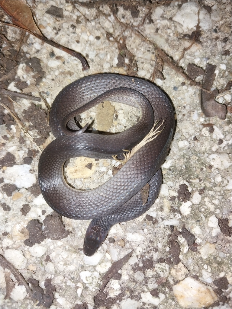 Hallowell's Coffee Snake from Couva-Tabaquite-Talparo Regional ...