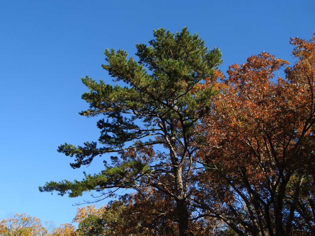 shortleaf pine (Pinus echinata) - Botanical Realm