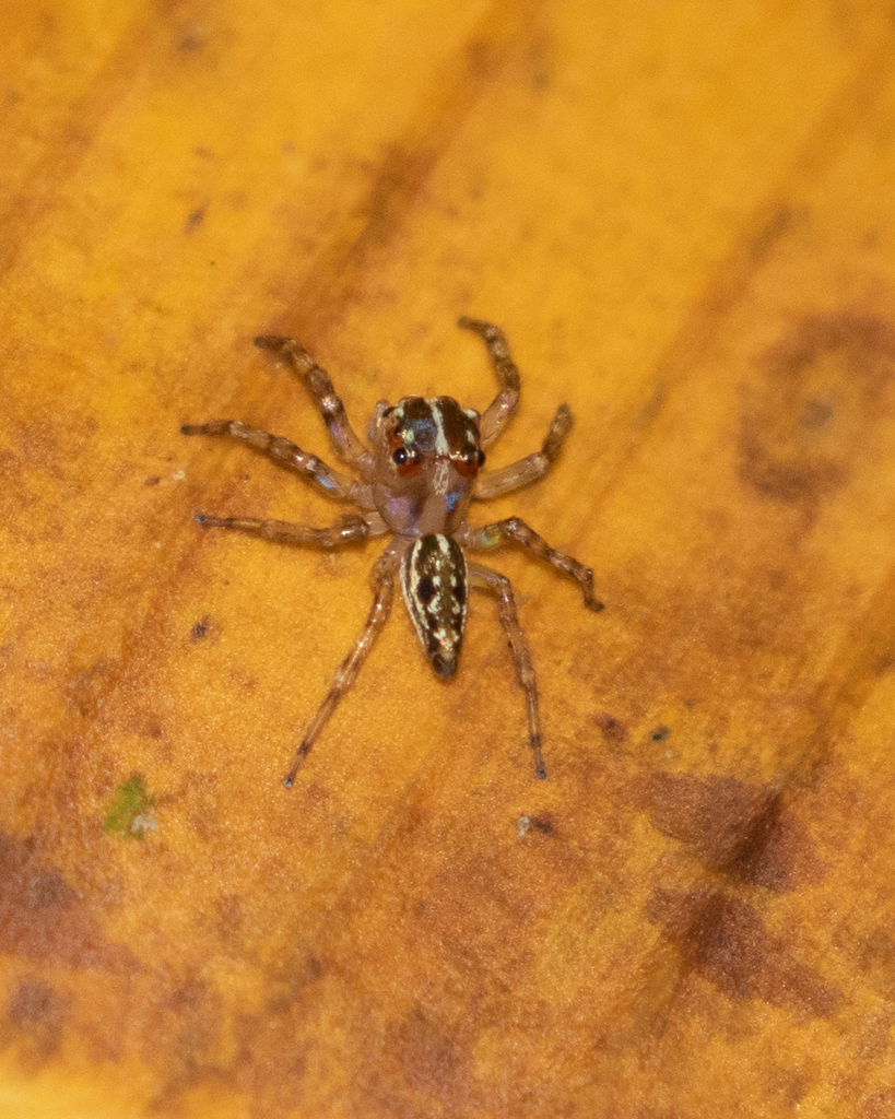 Typical Jumping Spiders from Limón Province, Costa Rica on January 18 ...