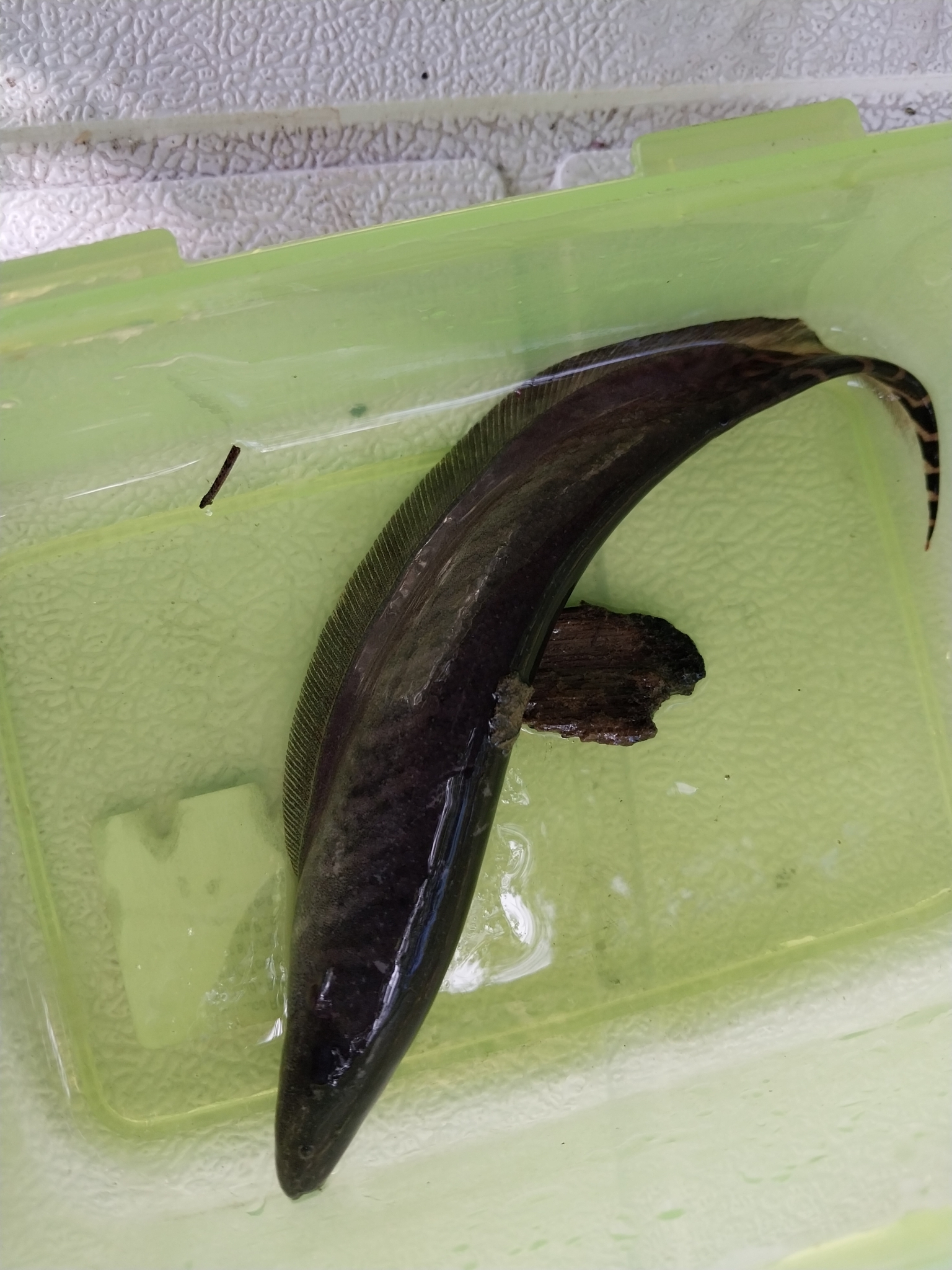 Gymnotus carapo Linnaeus, 1758