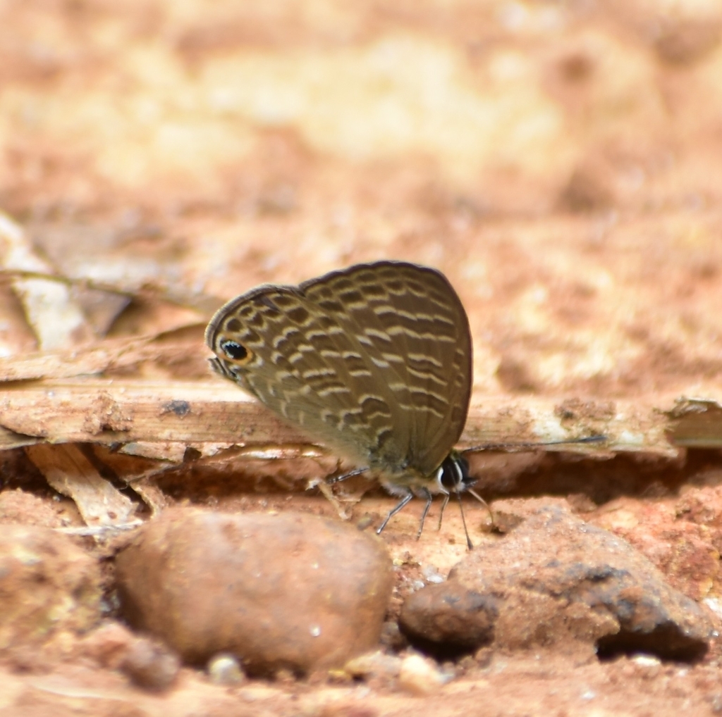 Transparent 6-line Blue from C987+FJH, Ranipuram, Kerala 671532, India ...