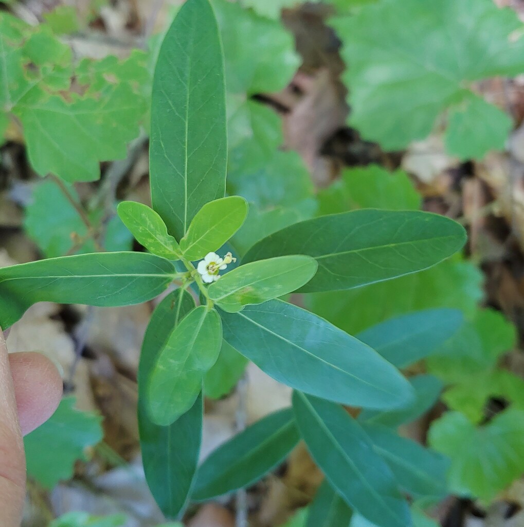 False Flowering Spurge from Dekalb County, GA, USA on May 4, 2023 at 12 ...