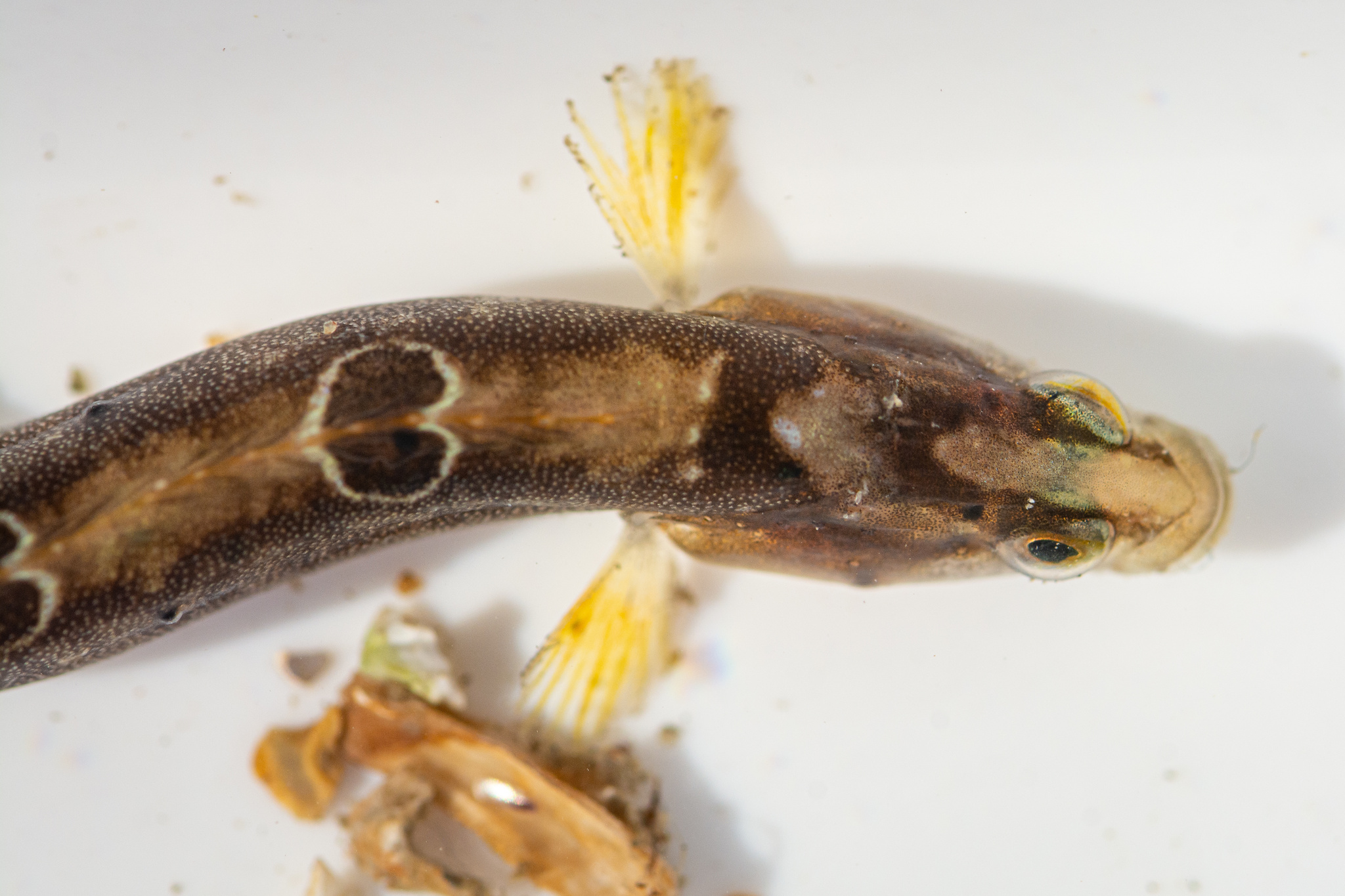 Pholis gunnellus (Linnaeus, 1758)