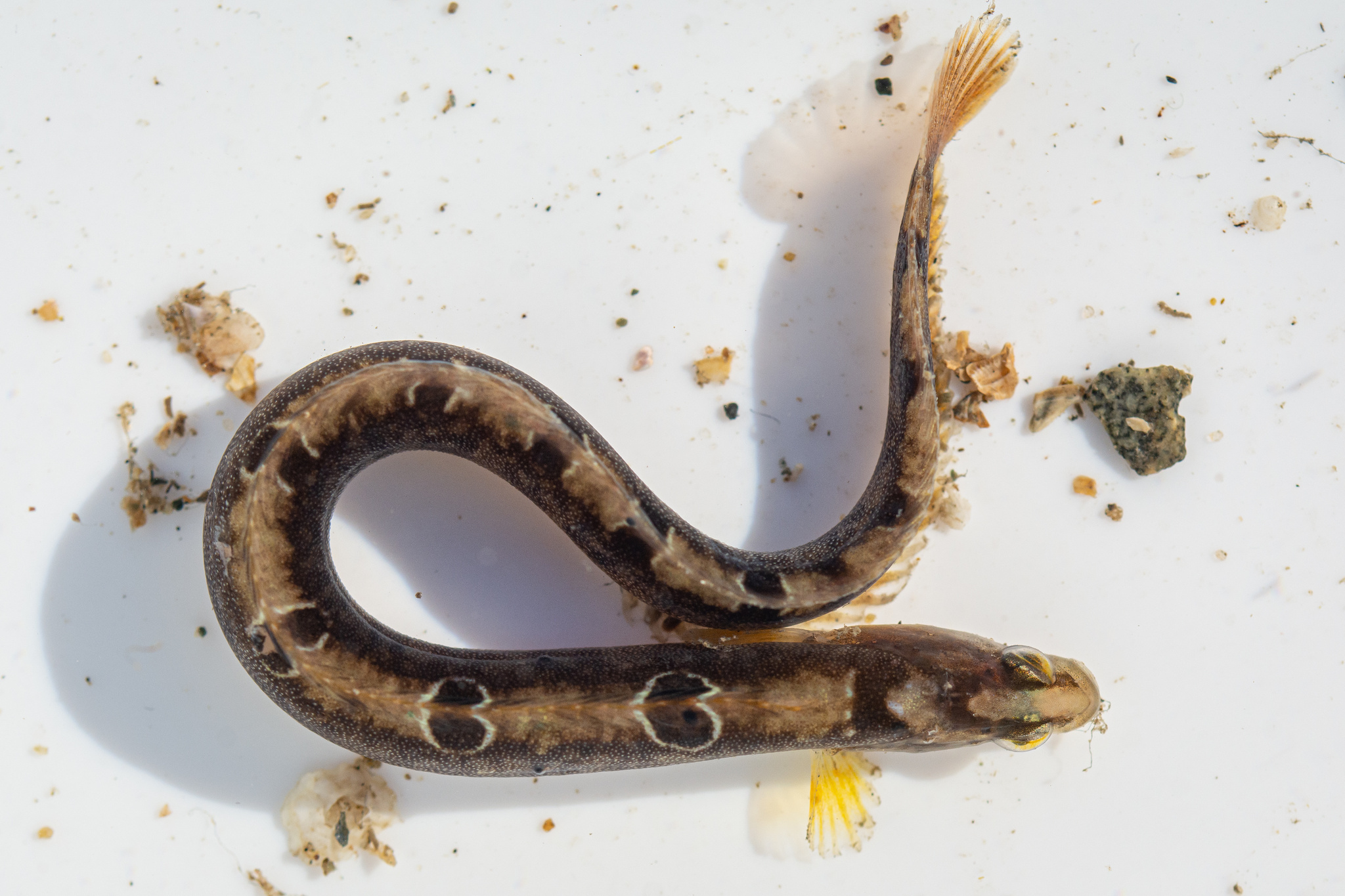 Pholis gunnellus (Linnaeus, 1758)