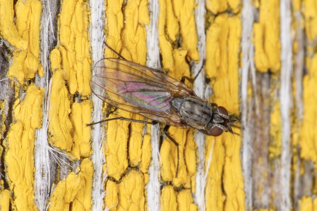 Root-maggot Flies from Dzūkija National Park, Žiogeliai, Alytus Region ...