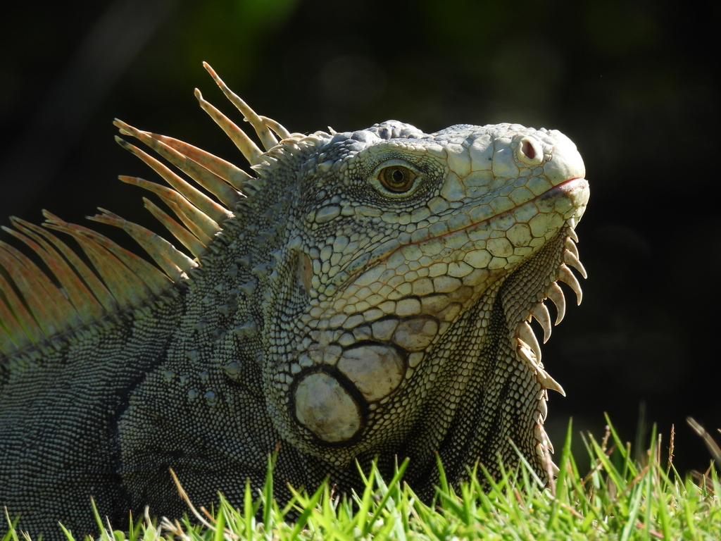 Green Iguana from Sabana Abajo, Carolina, Puerto Rico, Carolina, Puerto ...
