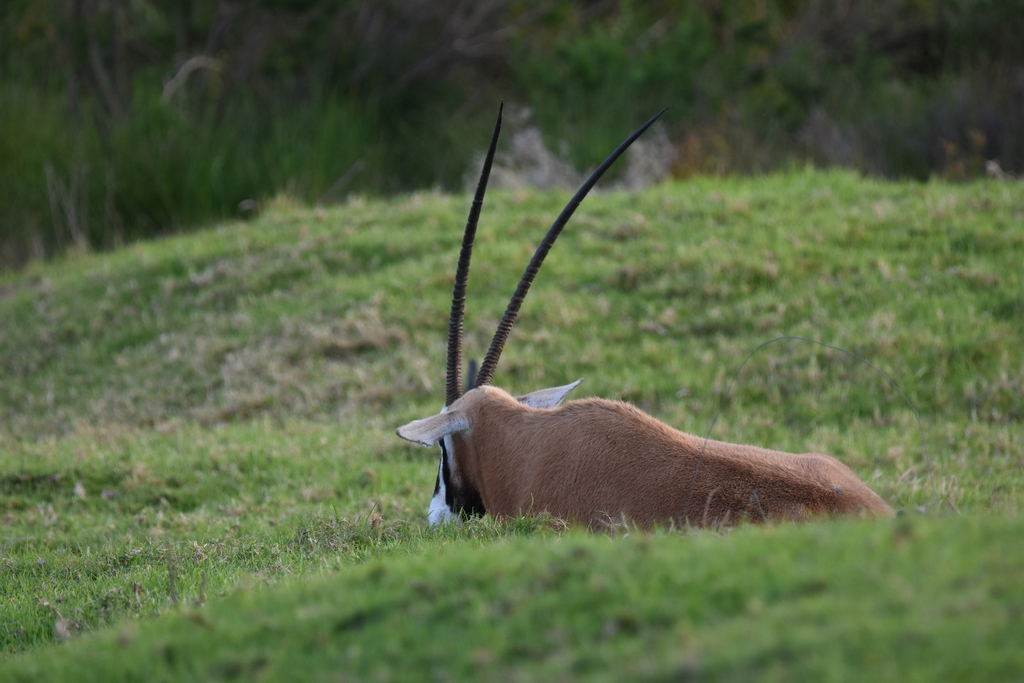 Gemsbok in April 2023 by Jenny · iNaturalist