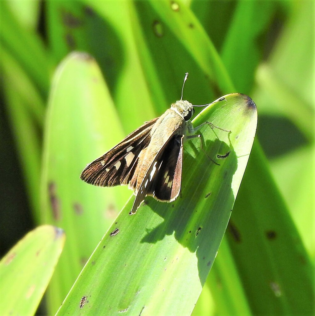 Brazilian Skipper from Wakodahatchee Wetlands, Delray Beach, FL, USA on ...