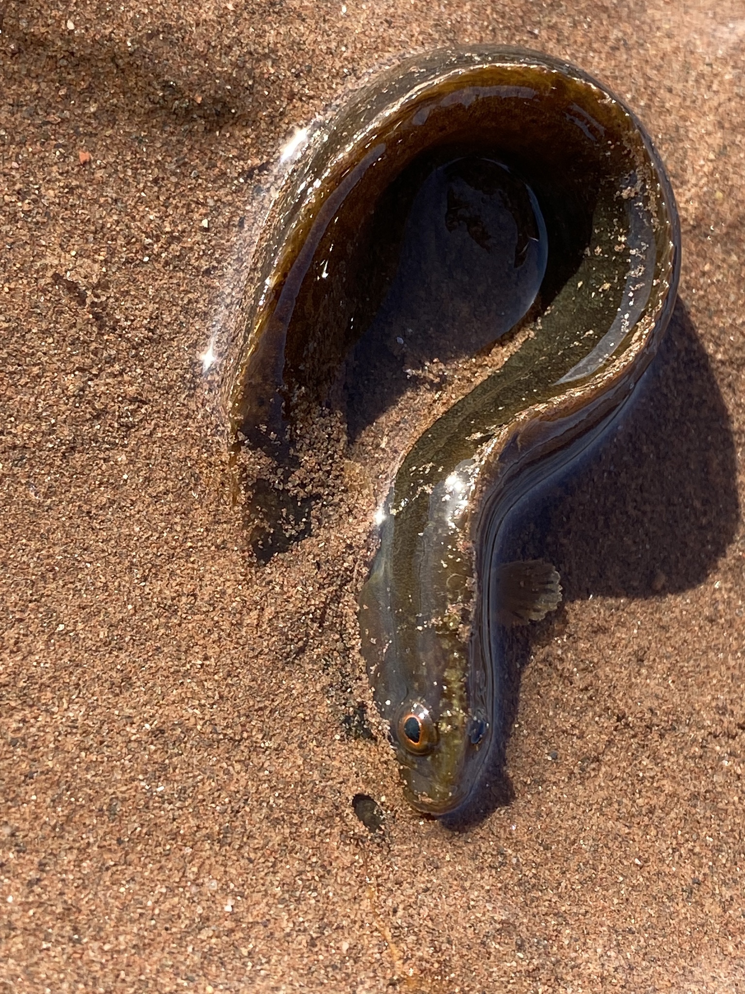 Pholis gunnellus (Linnaeus, 1758)