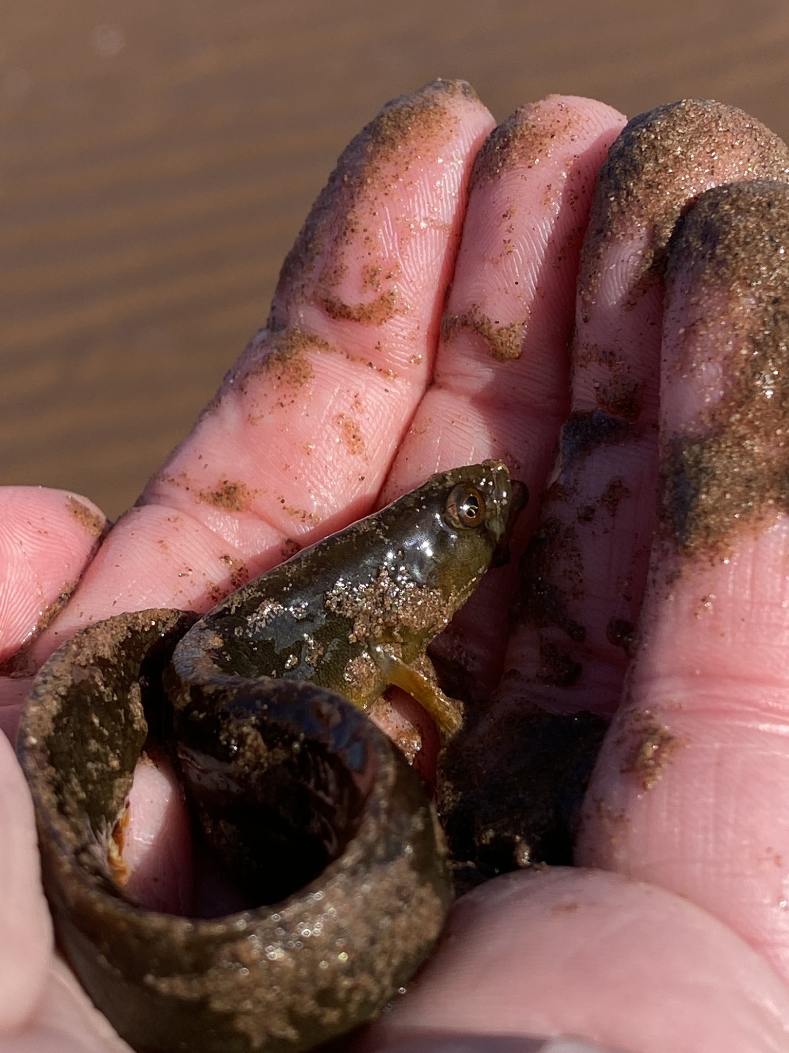 Pholis gunnellus (Linnaeus, 1758)