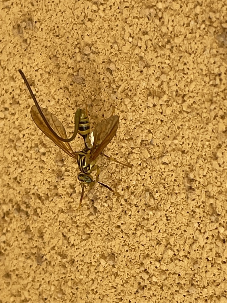 Papaya Fruit Fly from Calle Dos, Cartago, Cartago, CR on May 5, 2023 at ...