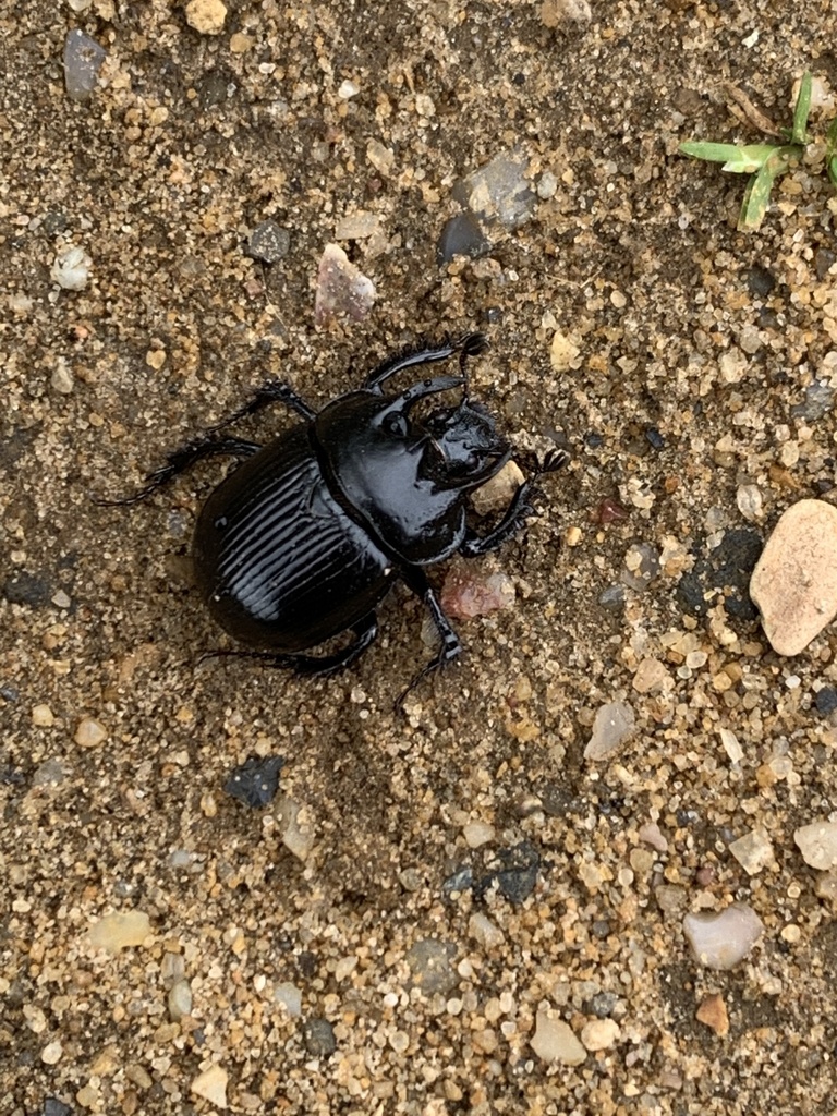 Woodland Dor Beetle from Norfolk Coast Partnership, Holt, England, GB ...