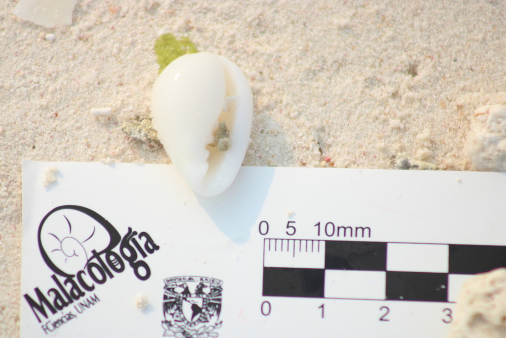 Prunum labiatum from Progreso, Yuc., México on April 29, 2023 at 08:16 AM by Pamela Tapia Díaz ...