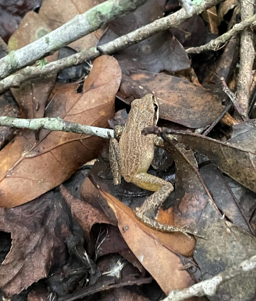 Upland Chorus Frog in May 2023 by Dylan Altman · iNaturalist