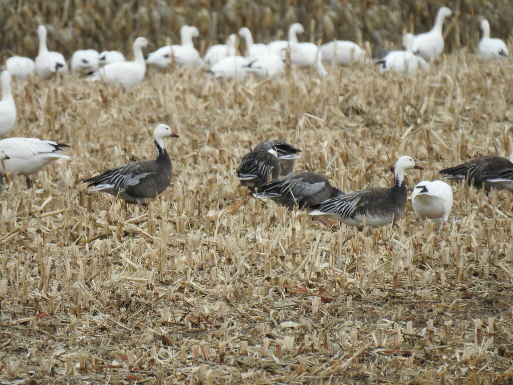 Snow Goose from Ottawa, Ontario, Canada on May 04, 2023 at 11:30 AM by ...