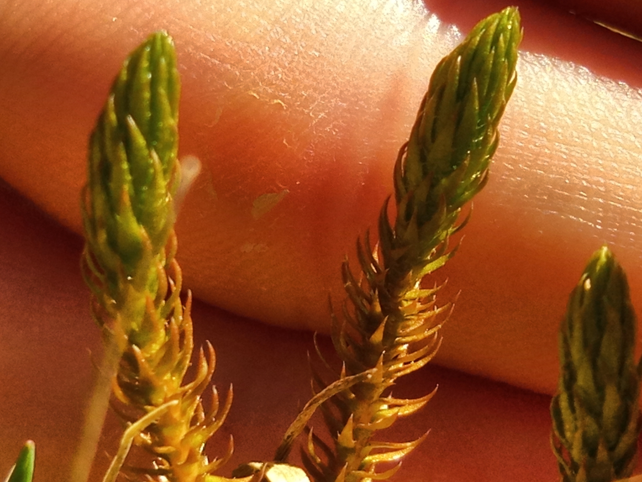 Selaginella selaginoides (L.) Schrank & C.F.P.Mart.