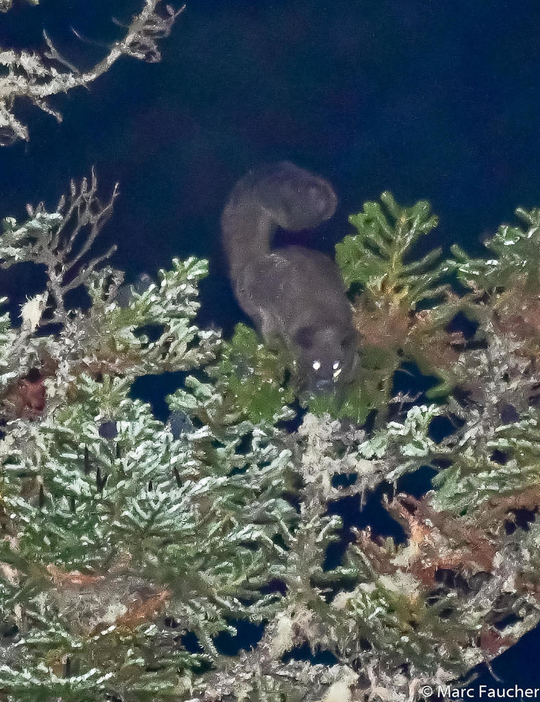 Chinese Giant Flying Squirrel (Petaurista xanthotis) - Know Your Mammals