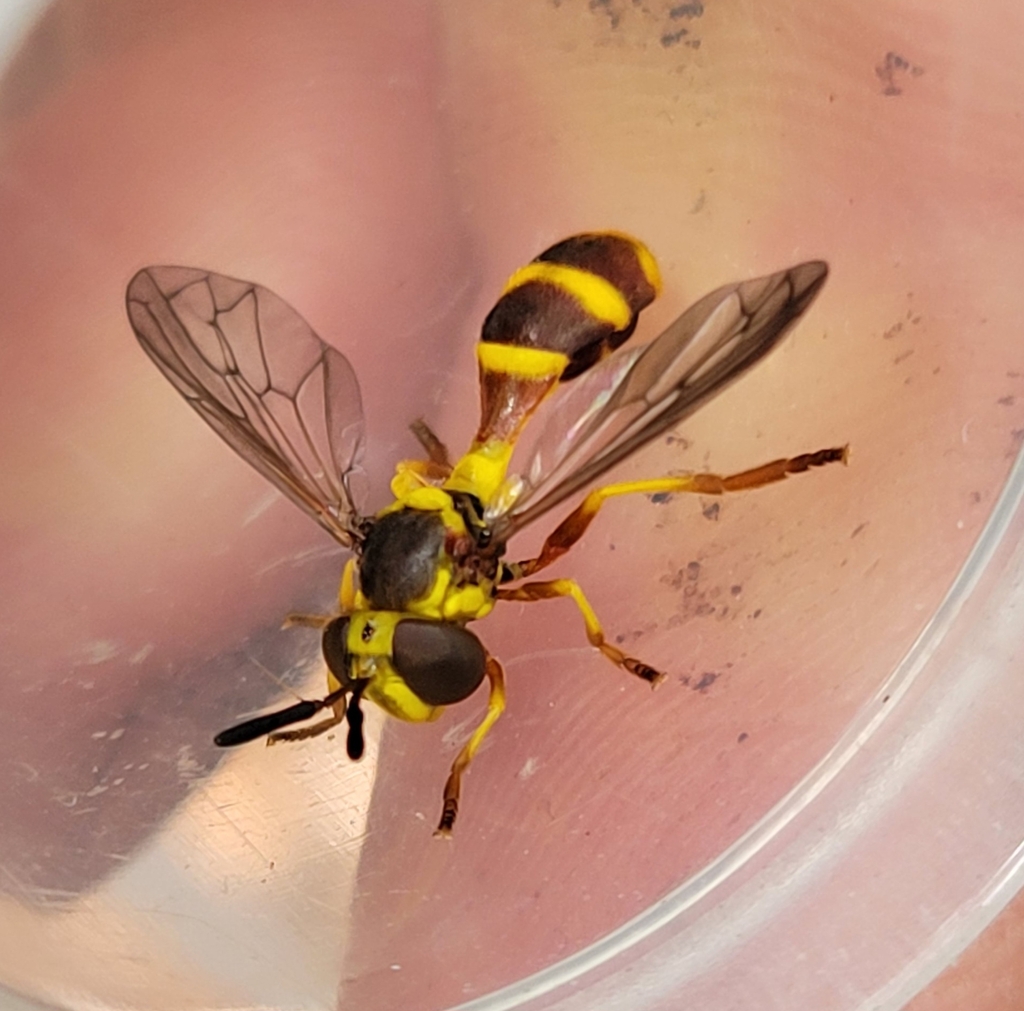 Fattig's Ant Fly from Hilliard, FL 32046, USA on May 5, 2023 at 12:07 ...