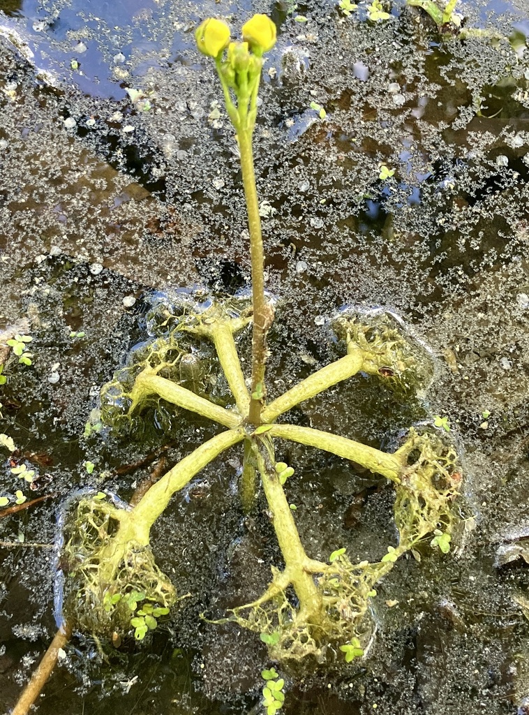 swollen bladderwort from Lusby, MD 20657, USA on May 04, 2023 at 02:10 ...