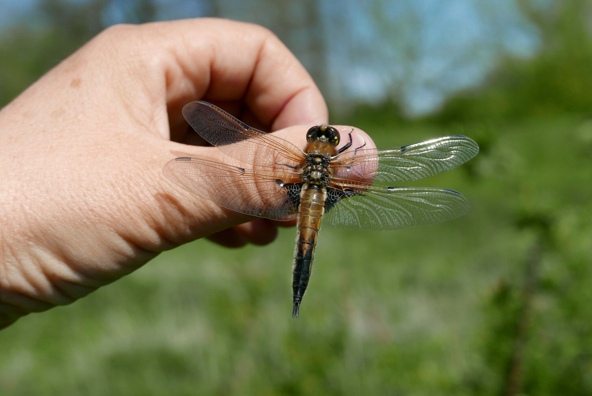 Libellula quadrimaculata Linnaeus, 1758