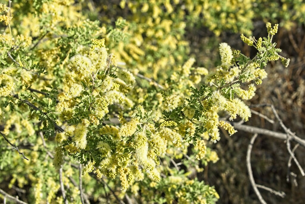 Catclaw Acacia from Maricopa County, AZ, USA on May 03, 2023 at 06:37 ...
